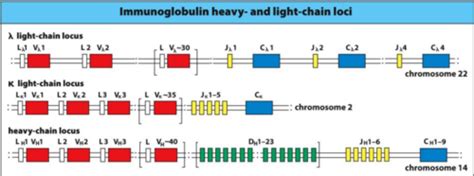 Test 2 Chapter 4 Part 2 Immunoglobulin Diversity And Class