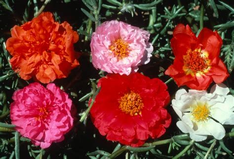 Portulaca Closeup Hd Wallpaper Rare Gallery