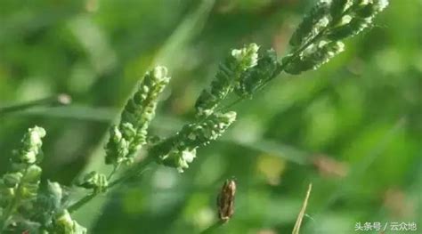 每周一草小麥田菵草漸成惡性雜草能用異丙隆混配劑防治 每日頭條