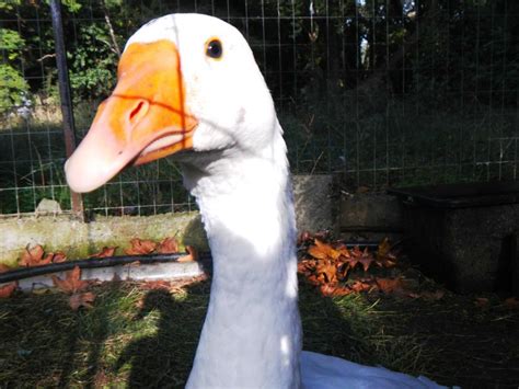 Gander And Goose Or 2 Of Same Sex Backyard Chickens Learn How To