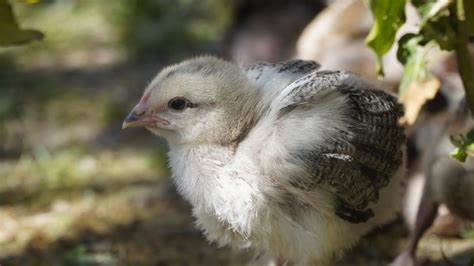 Chick 🐣🐥 Youtube