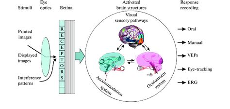 An Illustration Of The Information Processing Flow In The Human Visual Download Scientific