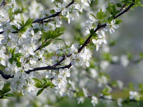 April Blossom Telegraph