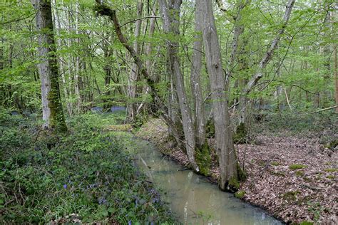 Holm Oak Wood Kent Bethersden Ashford South East England