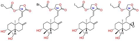 Synthetic Modifications Of Andrographolide Targeting New Potential Anticancer Drug Candidates A