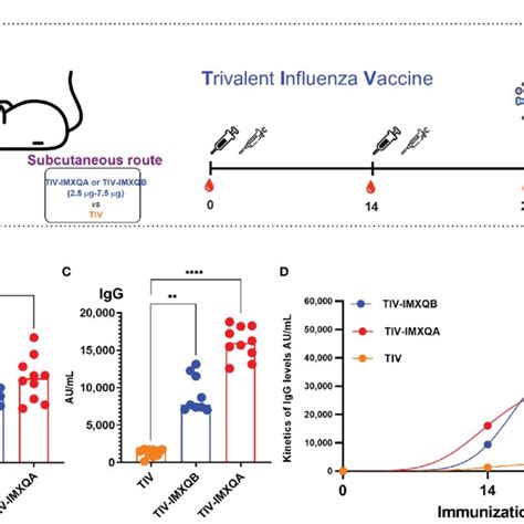 Two Doses Of Subcutaneous S C Injection Of An Adjuvanted Influenza