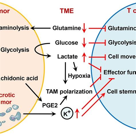 Modulation Of T Cell Mediated Antitumor Immunity By Targeting Metabolic