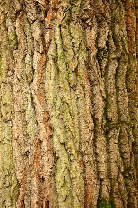 The Bark On The Tree Is A Wonderful Skin That Protects The Tree By External Factors Stock Photo