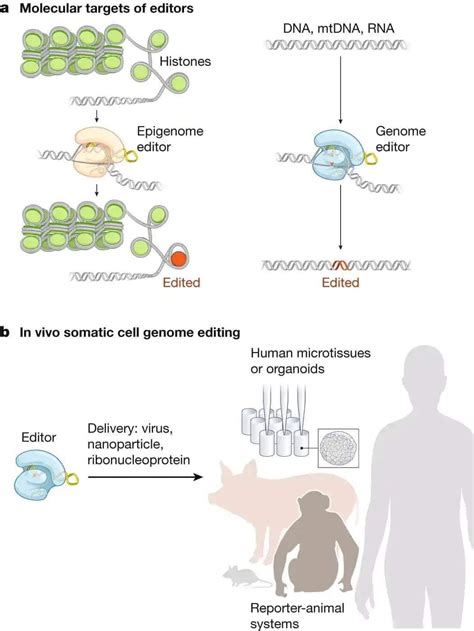 Hanaa Fayed On Linkedin Tools For Editing The Genomes Of Cells Within The Body ‼️ Activities Of