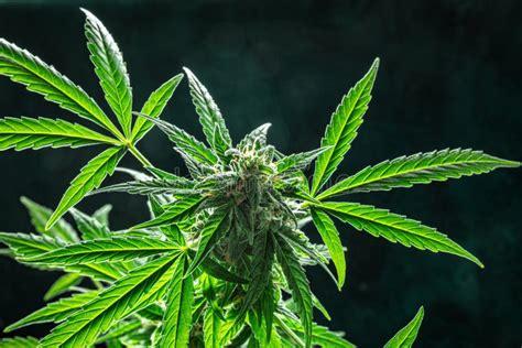 Planta De Cannabis En Flor Flores Y Hojas De Marihuana Imagen De
