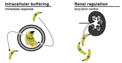 Potassium Disorders Flashcards Quizlet