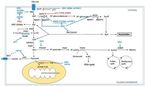 Overview Of Cancer Metabolism And Signaling Transduction