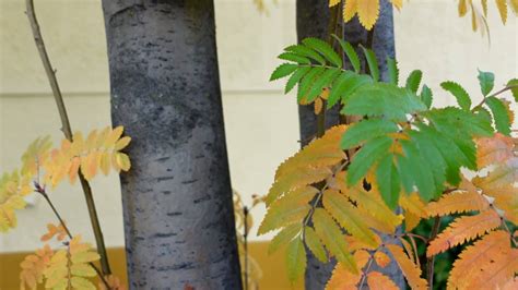 Colorful Autumn Tree Leaves Green Yellow Orange Stock Video At Vecteezy