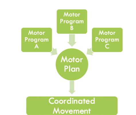 Motor Control Flashcards Quizlet