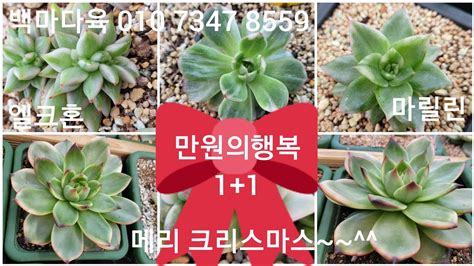 1224♤ 크리스마스♤11만원의 행복 느껴 보셔요 마릴린 스타보스 콩 마리아 엘크혼 백마다육 010 7346 8559 다육이 다육식물 Youtube