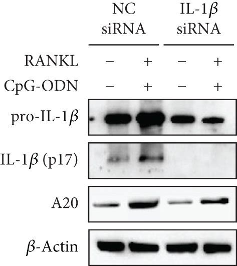 Cpg Odn Is Involved In The Regulation Of Traf6 A20 And Il 1β A B Download Scientific