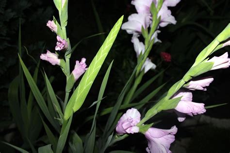 Gladiola Pixabay Pixabay