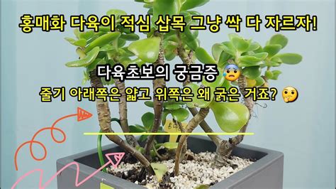 다육초보의 다육이 가지치기 적심 삽목 도전 목대 줄기는 왜 저 모양이지 Youtube