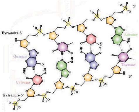 19 The Primary Structure Of The Dna Skeleton Download Scientific Diagram