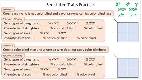 Solved XB Xb Y XBXBXBxb хвү xby Sex Linked Traits Practice Chegg com