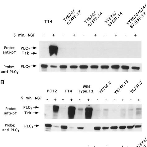 Ngf Induced Plc 1 Activation Is Abrogated By Mutation Of Activation
