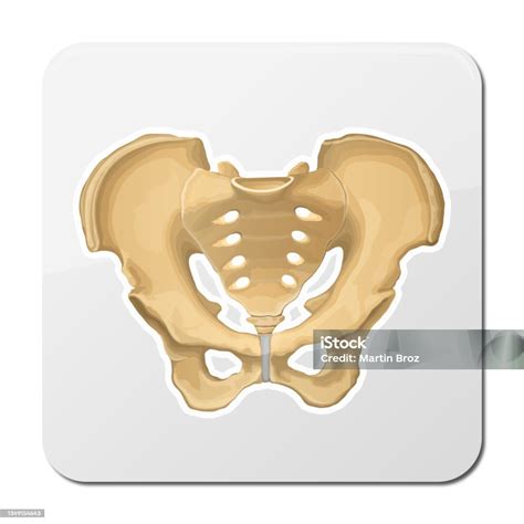 골반 인간의 골격 골반 뼈 해부학 엉덩이 3d 작품 건강관리와 의술에 대한 스톡 사진 및 기타 이미지 건강관리와 의술 골반 과학 Istock