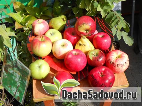 Фестиваль Мичуринского яблока 2017 - DachaSadovod.ru