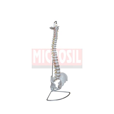 Life Size Human Spinal Column Models Microsil India