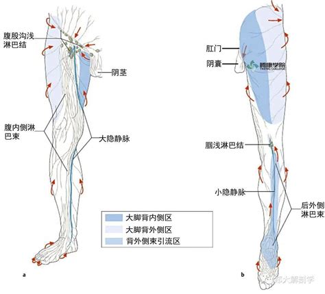 身体不同部位的淋巴引流和局部淋巴结群 搜狐大视野 搜狐新闻