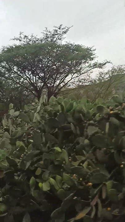 عبد الغفور الشميري Youtube