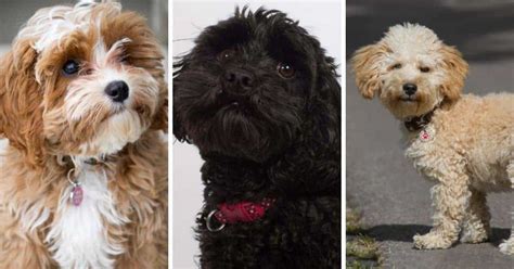Cavalier King Charles Spaniel Terrier Mix