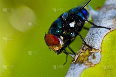 两翼昆虫 瓶子 红色 水平画幅 绿色 无人 怪物 特写 摄影