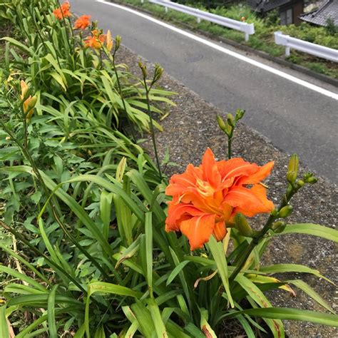 初めて食べた野草ノカンゾウのつぼみ その1 料理の星ほぼヴィーガン生活25年野菜と豆の美味しさにハマった私の料理のコツとレシピメモ