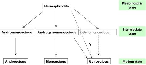 Sex Expression In The Biofuel Plant Jatropha Curcas Phylogenetic Download Scientific Diagram
