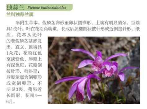 玉龙雪山常见植物独蒜兰 中国自然保护区生物标本资源共享平台