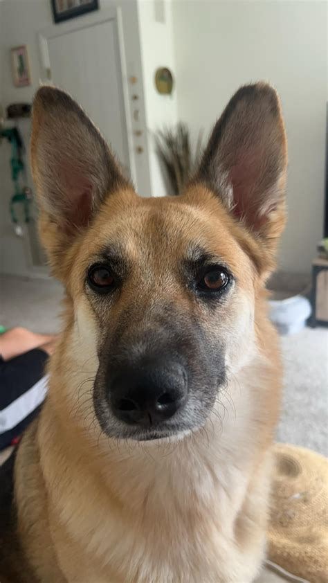 Gsd Or Mix Rgermanshepherds