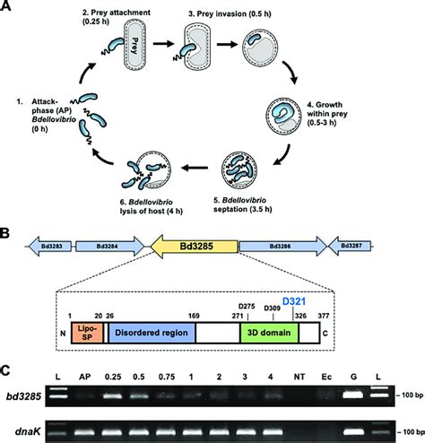 Upregulation Of Bd3285 During Prey Invasion By Bdellovibrio