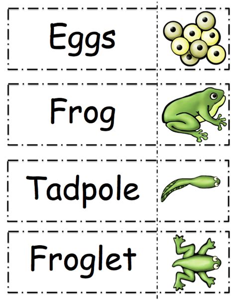 Frog Life Cycle Printables