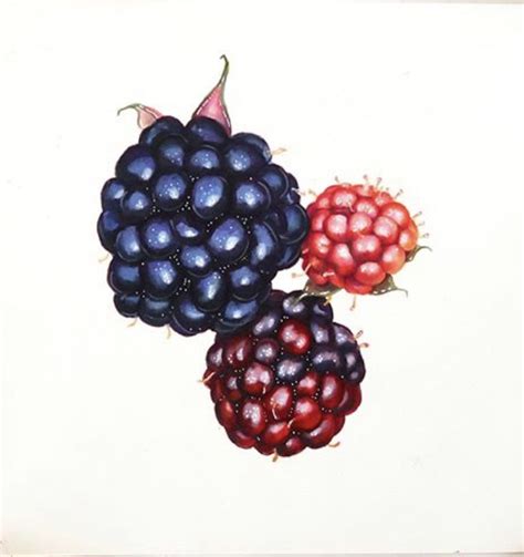 Pin By Ruth O Hara On Kendylln Hillegas Fruit Illustration Food Illustrations Fruit