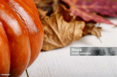 높은 각도 건조 단풍나무와 호박의 총 및 오크 잎 너트 흰색 나무 테이블에 텍스트 위한 공간 0명에 대한 스톡 사진 및 기타 이미지 Istock