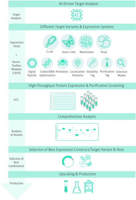High Throughput Protein Expression Screening Service 🧬🔎