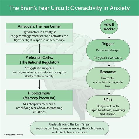 Understanding The Brain S Fear Circuit In Anxiety A Must Know For Mcat