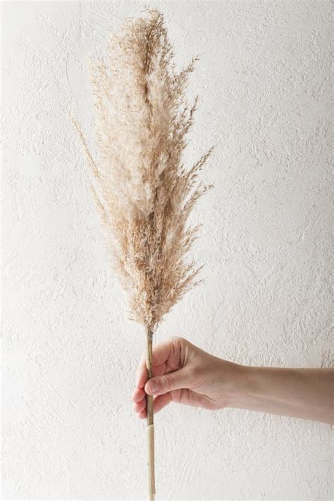 Pampas Grass Branch In Hand On White Background Natural Background