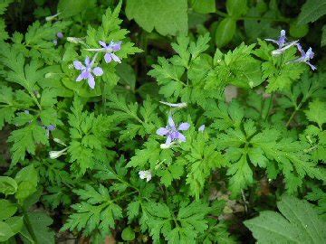 セリバヒエンソウの花