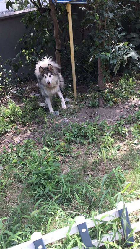 点点爱宠物情缘——宠物相亲网站宠物配种宠物交友app宠物社区app宠物婚配网站宠物配对app宠物婚配网站狗狗相亲宠物配种宠物婚配宠物相亲宠物购买宠物朋友圈宠物日常生活宠物吃喝玩乐宠物交友宠物