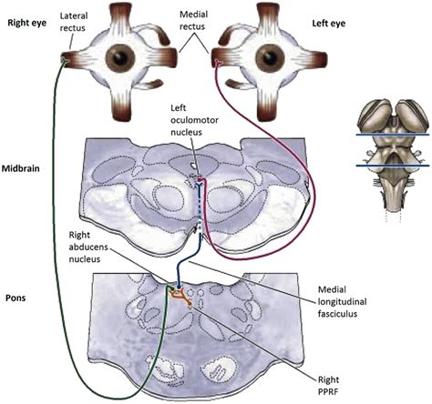 Summary Diagram Of The Subcortical Pathways For Saccadic Oculomotor Download Scientific Diagram