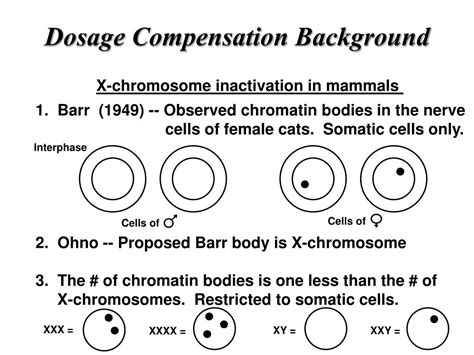 PPT SEX DETERMINATION PowerPoint Presentation Free Download ID 6389287