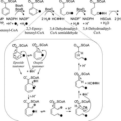 A Partial Alignment Of Amino Acid Sequence Of Benzoyl Coa Thioesterase