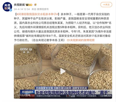 间谍窃取我国杂交水稻亲本种子，男子因“为境外非法提供情报罪”获刑1年6个月 华龙网