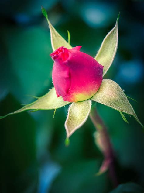 玫瑰 芽 玫瑰花蕾 Pixabay上的免费照片 Pixabay